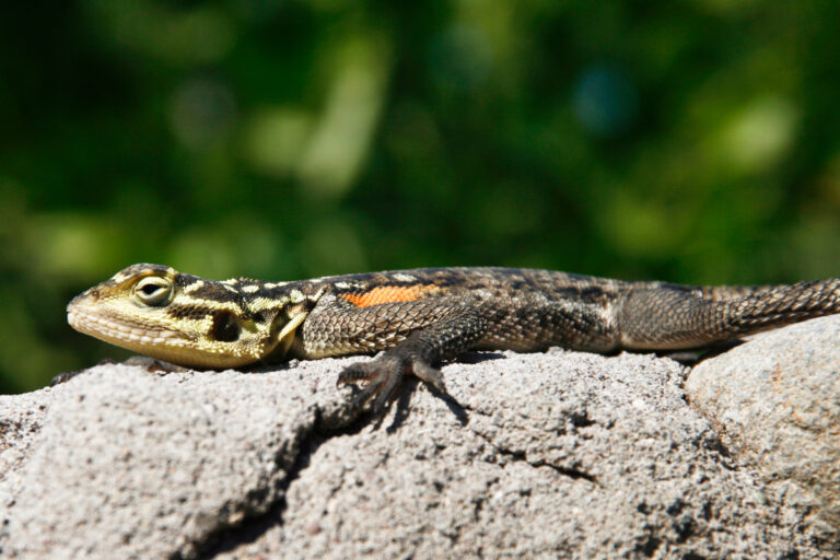 Ontdek de Namib: de oudste woestijn ter wereld - Mayura lifestyle