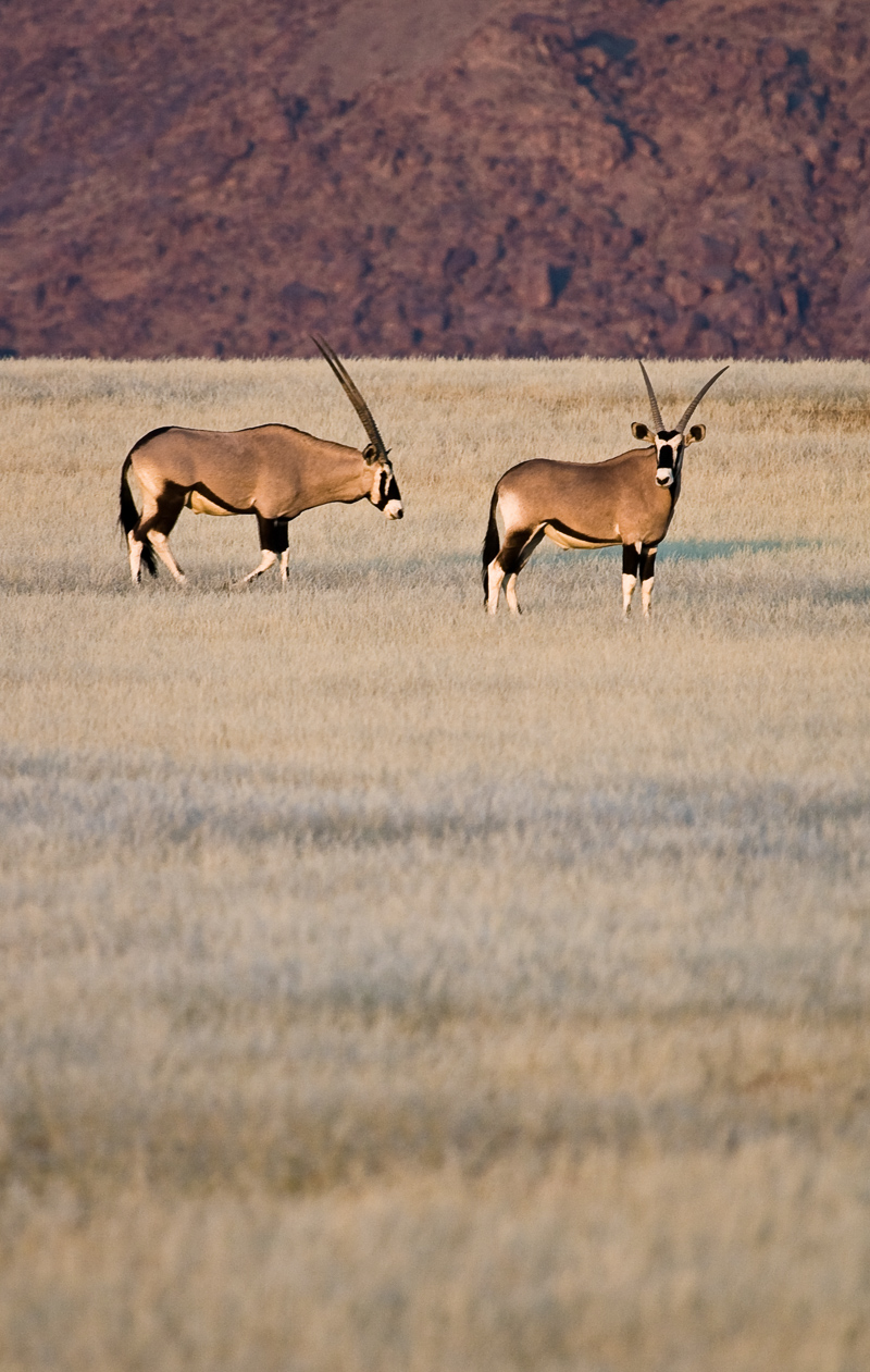 Ontdek de Namib: de oudste woestijn ter wereld - Mayura lifestyle