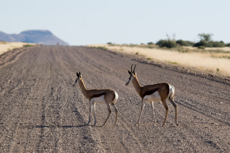 Ontdek de Namib: de oudste woestijn ter wereld - Mayura lifestyle