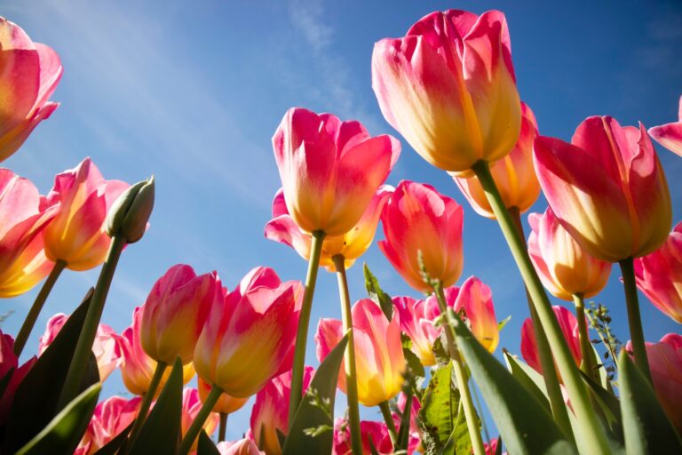 Tulpen: 20 leuke feitjes en weetjes die je nog niet kende - Mayura ...