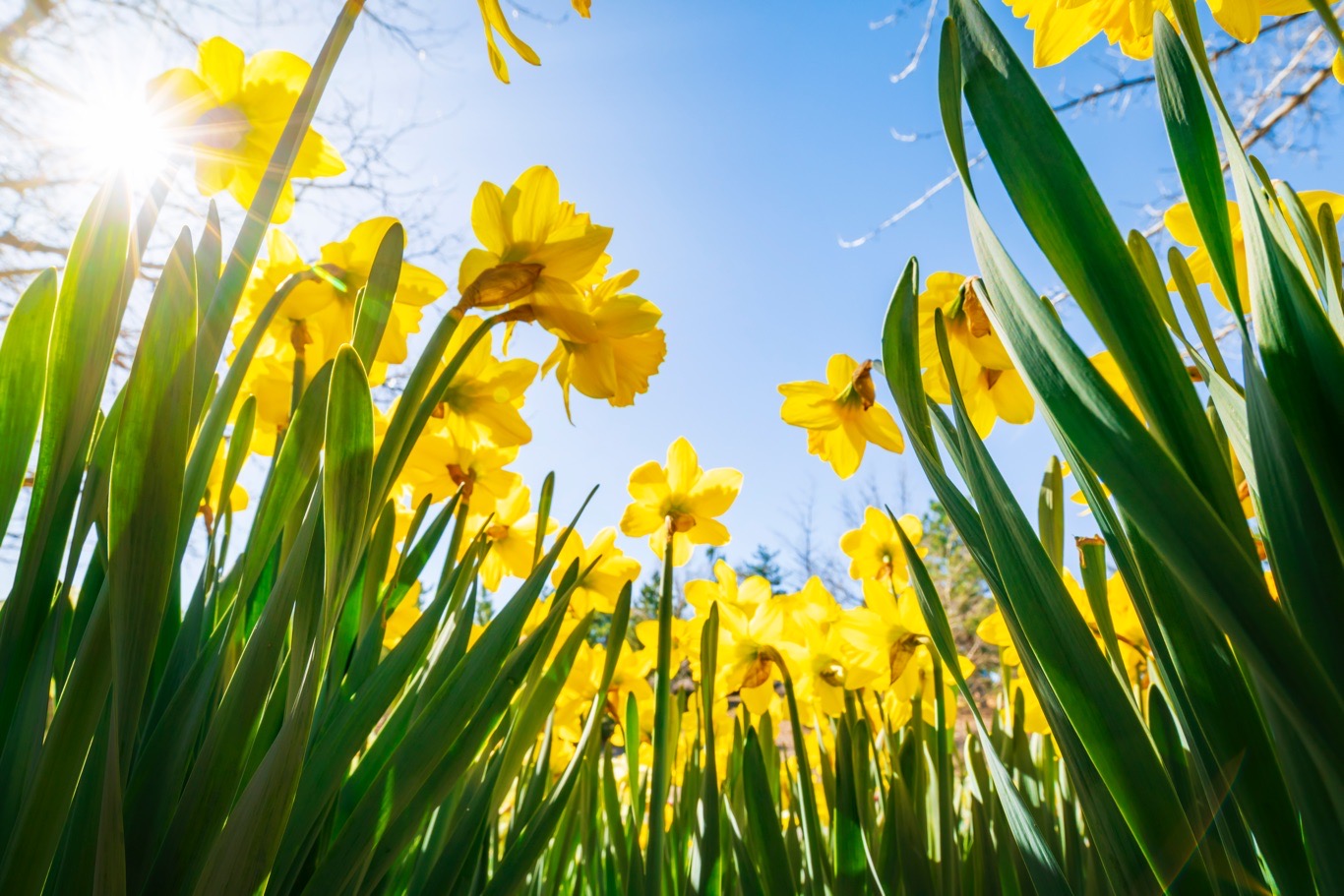 De Lentekriebels-Tag: 15 vrolijke vragen over de lente - Mayura lifestyle