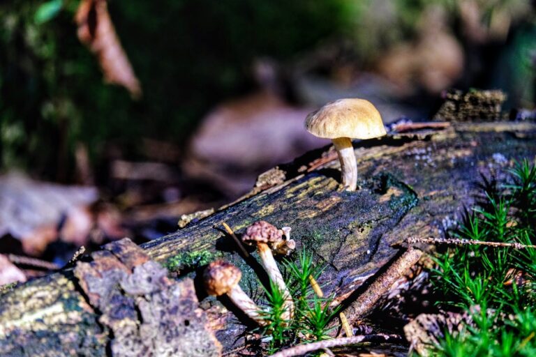 Paddenstoelen: 20 leuke feitjes en weetjes - Mayura lifestyle