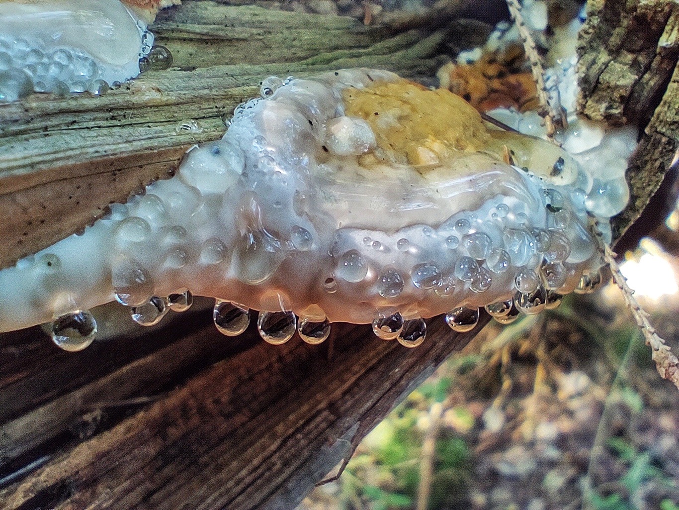 Paddenstoelen: 20 leuke feitjes en weetjes - Mayura lifestyle