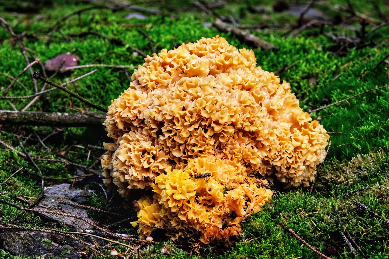 Paddenstoelen: 20 leuke feitjes en weetjes - Mayura lifestyle