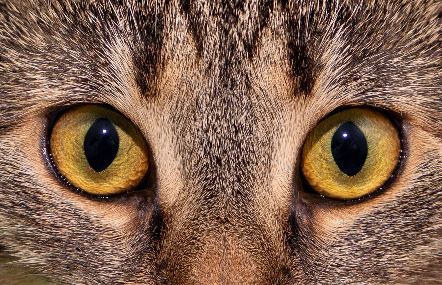 Wist je dit al over katten? 25 leuke kattenweetjes - Mayura lifestyle
